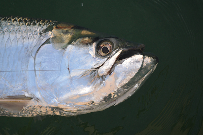 Florida West Coast Tarpon - Saltwater on the Fly