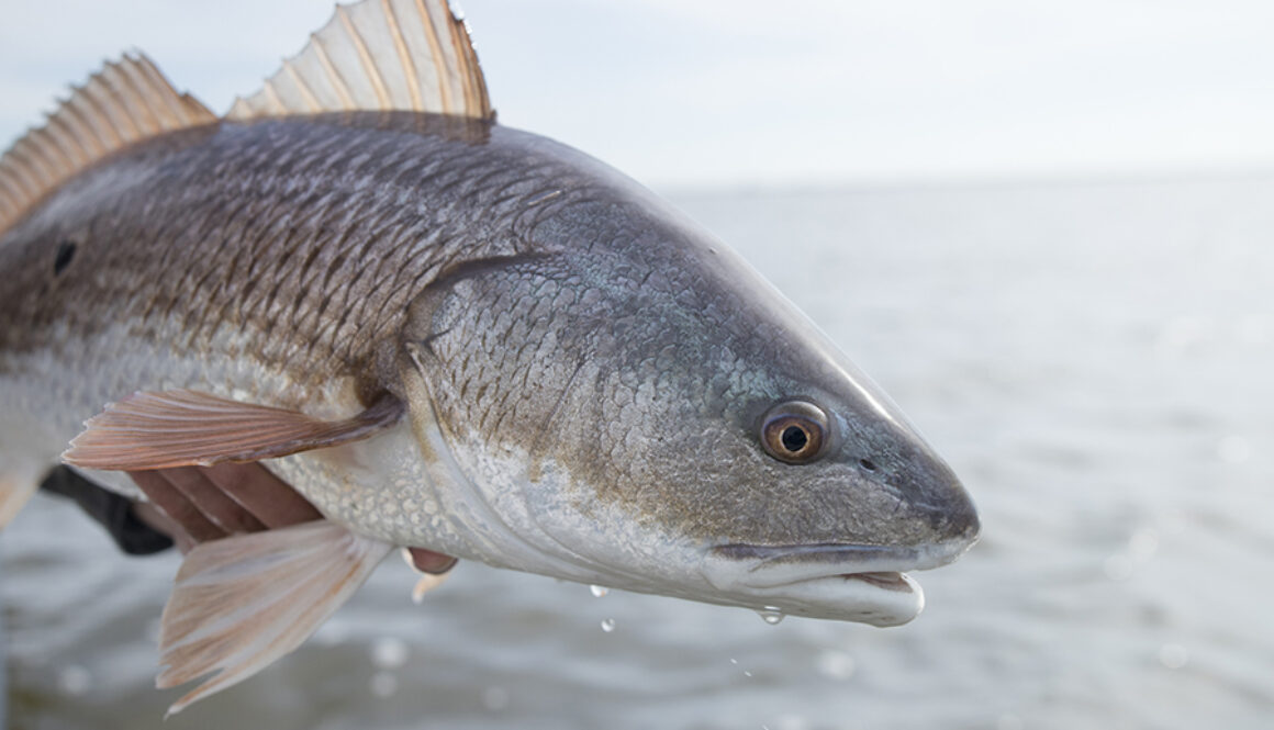 On the Fly - Saltwater on the Fly
