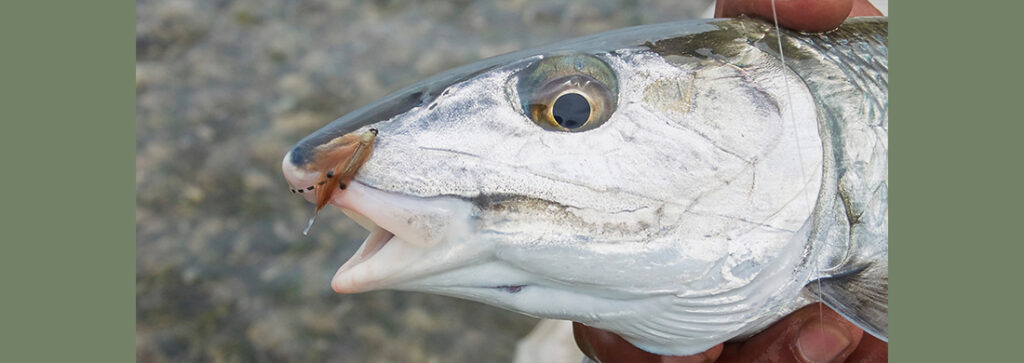 Top 25 Bonefish Fly Patterns - Saltwater on the Fly